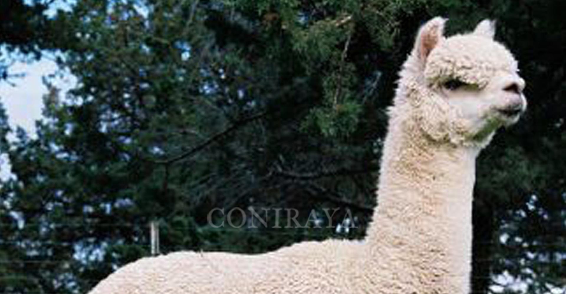 Legendarne peruwiańskie samce - Coniraya - hodowla alpak, spacery z ...