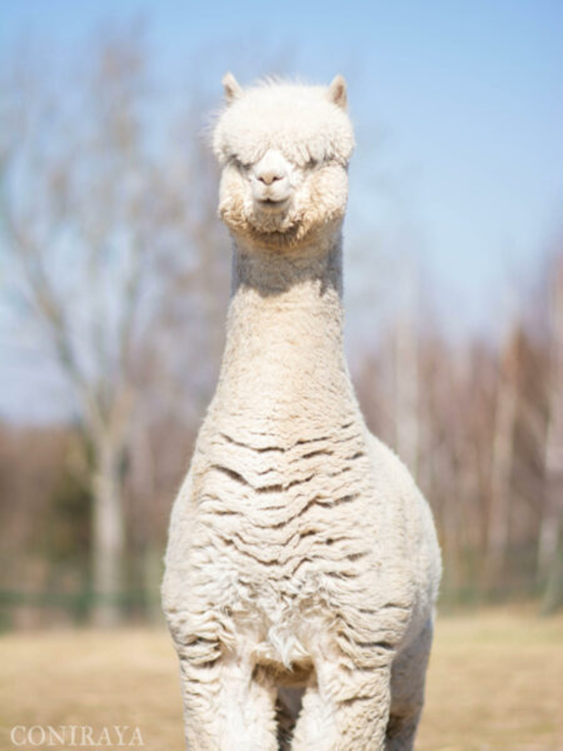 Coniraya Klara - Coniraya - hodowla alpak, spacery z alpakami, szkółka ...