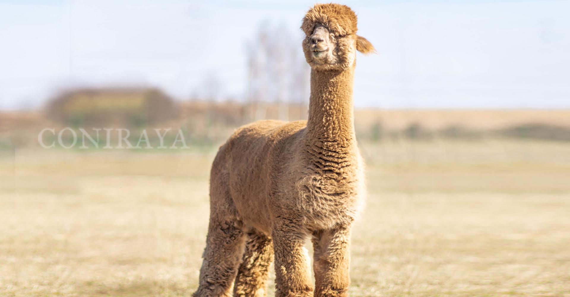 FDA BT Wanted Man’s Bounty Hunter - Coniraya - hodowla alpak, spacery z ...