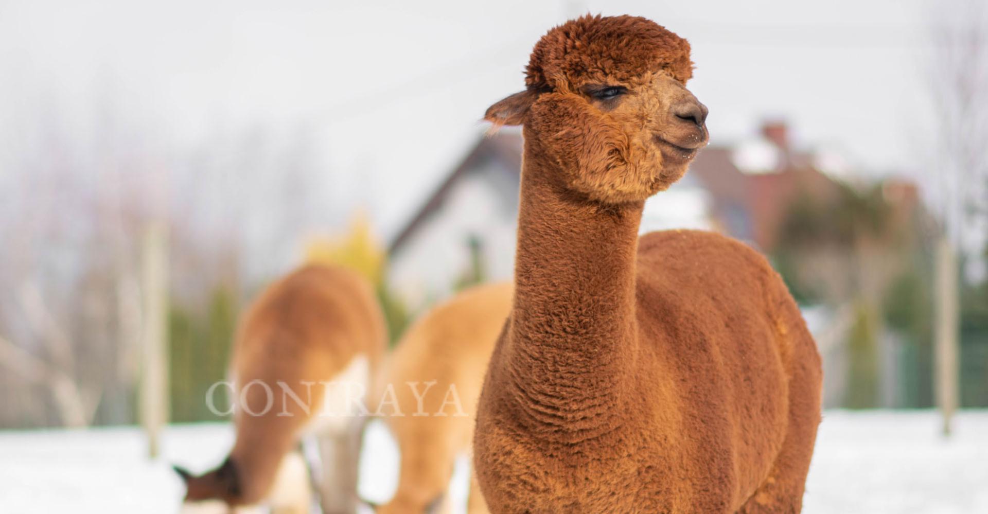 FDA Leviathan's Super Star Struck - Coniraya - hodowla alpak, spacery z ...